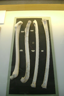 Tom's Tidbits: Pitt Rivers Museum