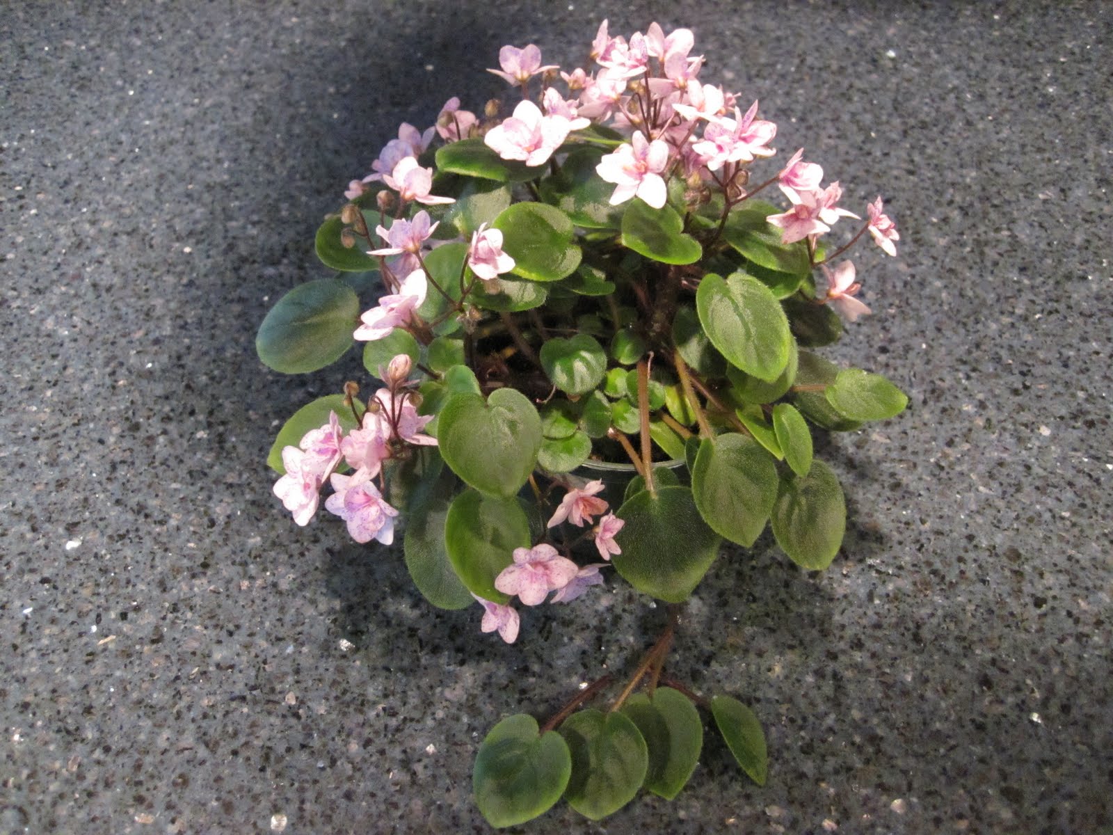 Violet Tiger: Training African violet trailers - Part 1: Grooming to ...