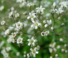 Flores: Mosquitinho - Gypsophila paniculata
