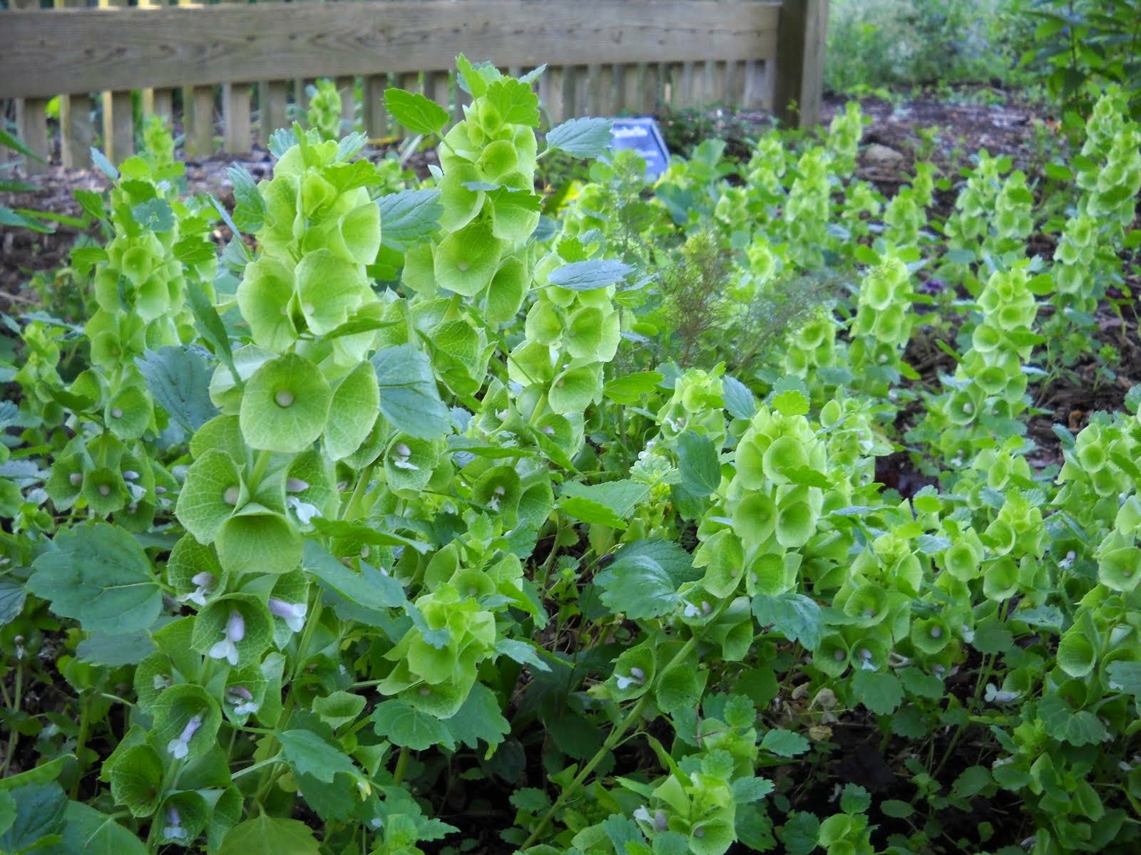 Seminte si plante de gradina hobby: Molucela Laevis Bells Of Ireland