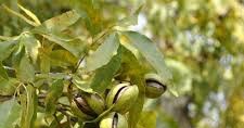 Jammu and Kashmir Medicinal Plants Introduction Centre: Pecan trees in ...