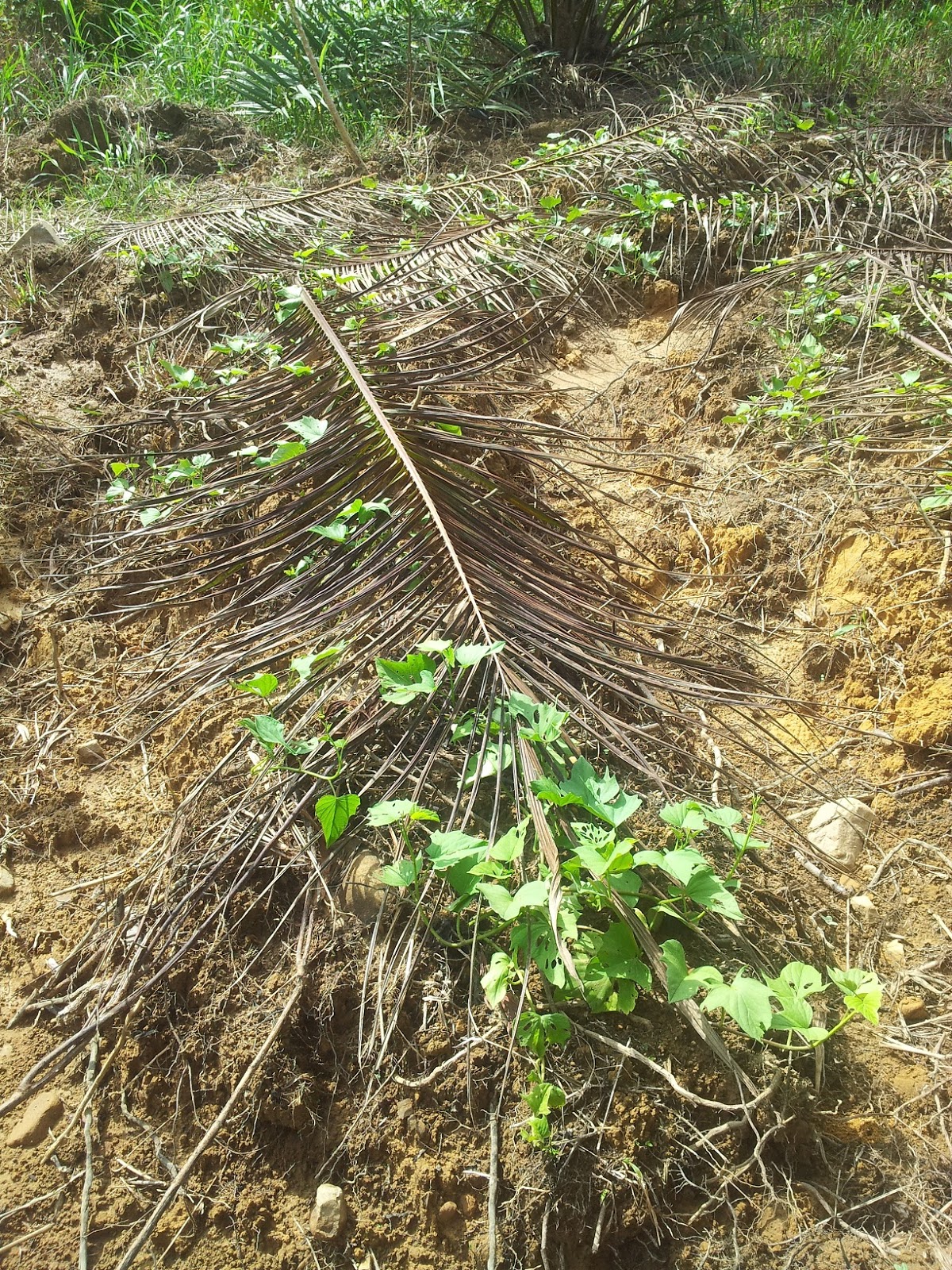 Tanaman Halia: UBI RAMBAT