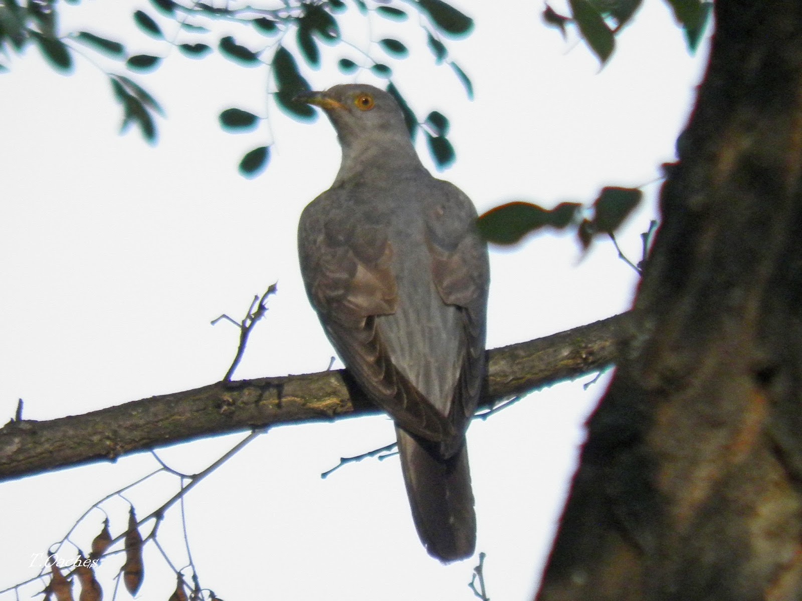 PASARI DIN ROMANIA: CUCUL (1), Cuculus canorus