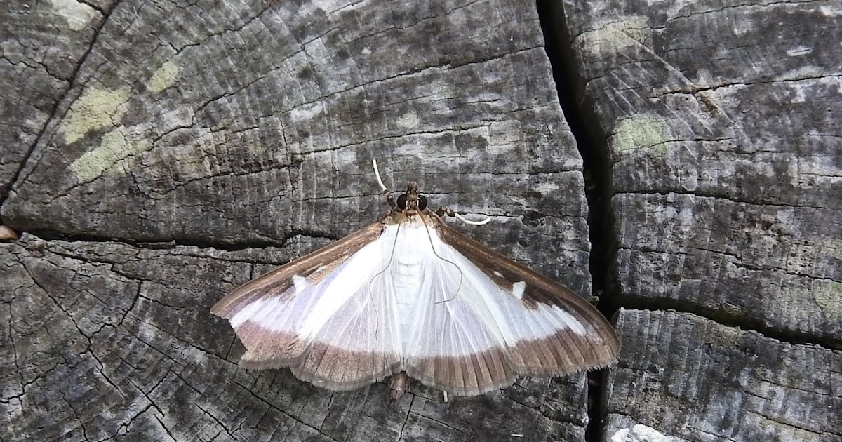 Plovers Blog: Box-tree Moth