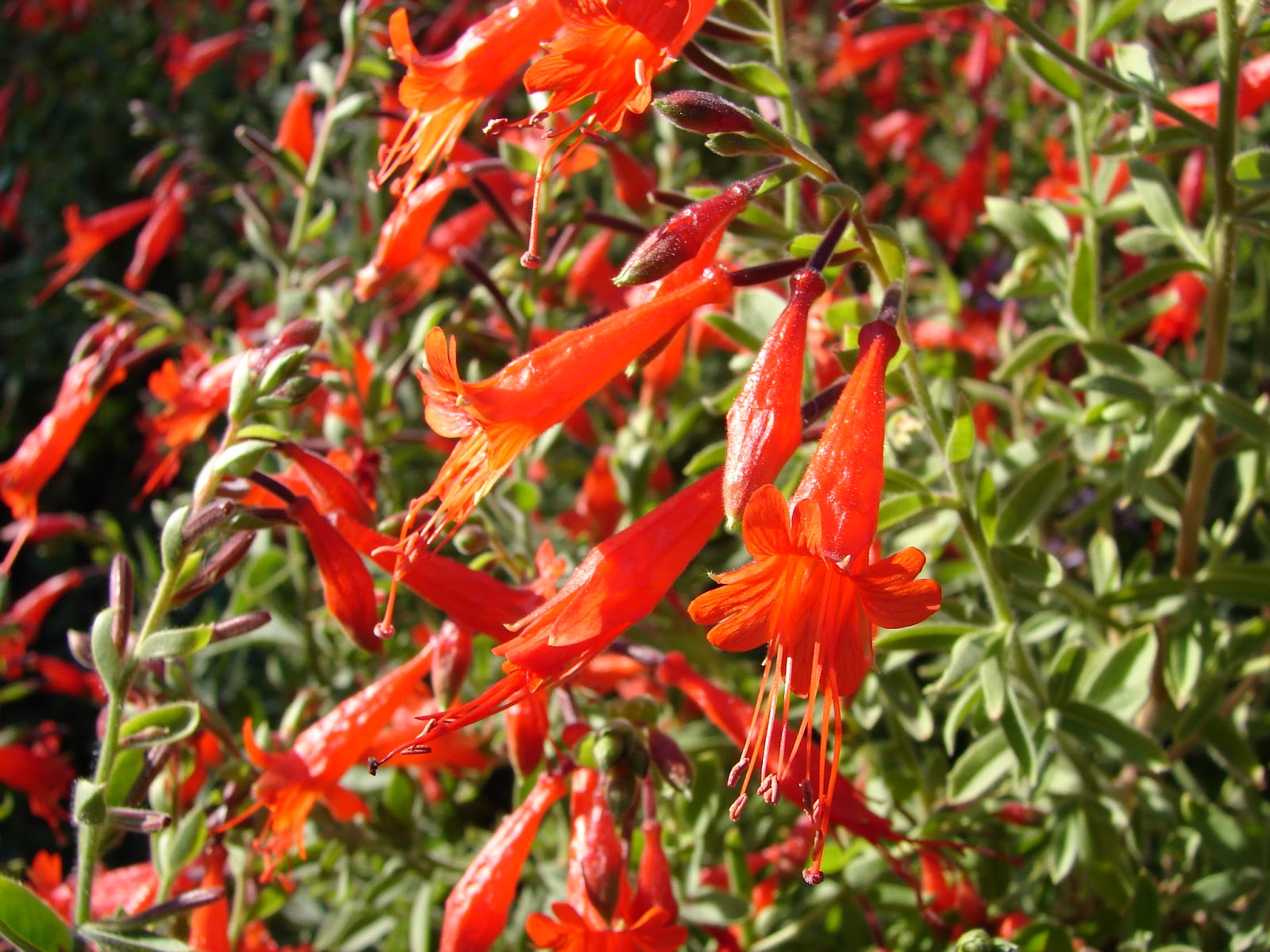 New Utah Gardener: Zauschneria garrettii (Hummingbird Trumpet) - Fall ...