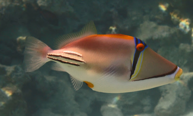 Top 10 Most Colorful and Beautiful Fish | Mathias Sauer