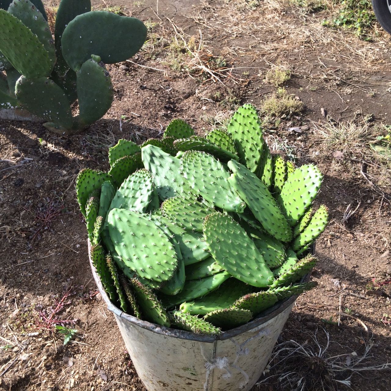 Laconada: De visita a la nopalera