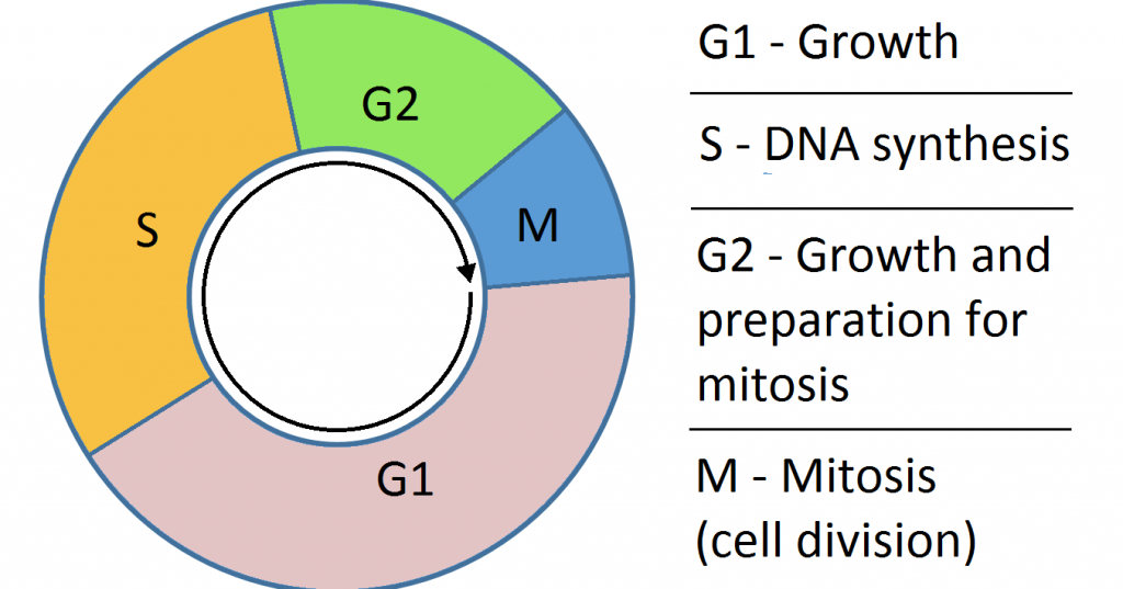 Perfect Knowledge: Cell Cycle