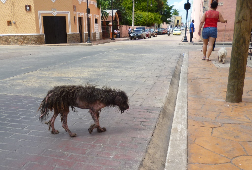 CUPER INFORMA : Perro flaco y callejero conmociona en las redes sociales.