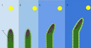 phototropism in plants | phototropism examples