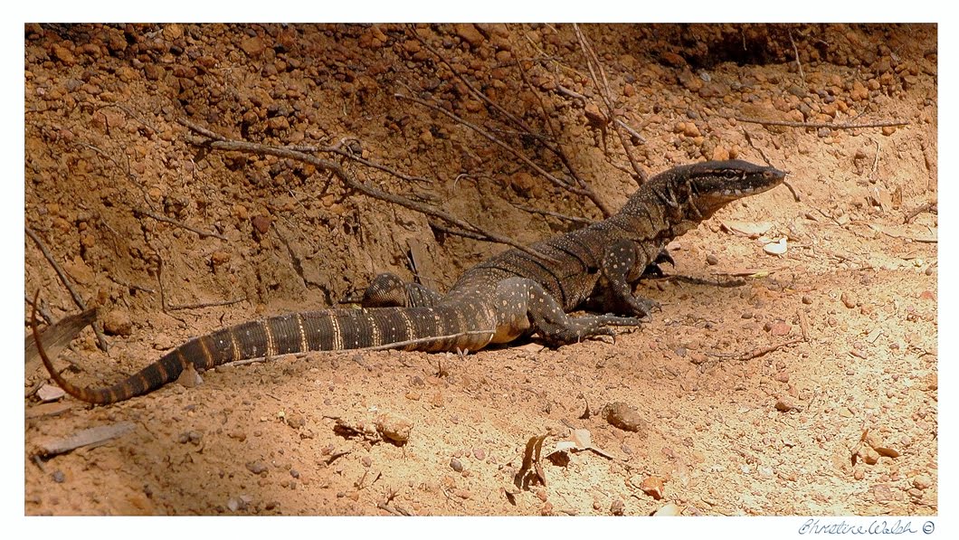 Images by Christine Walsh: Monitor Lizards (Goannas)