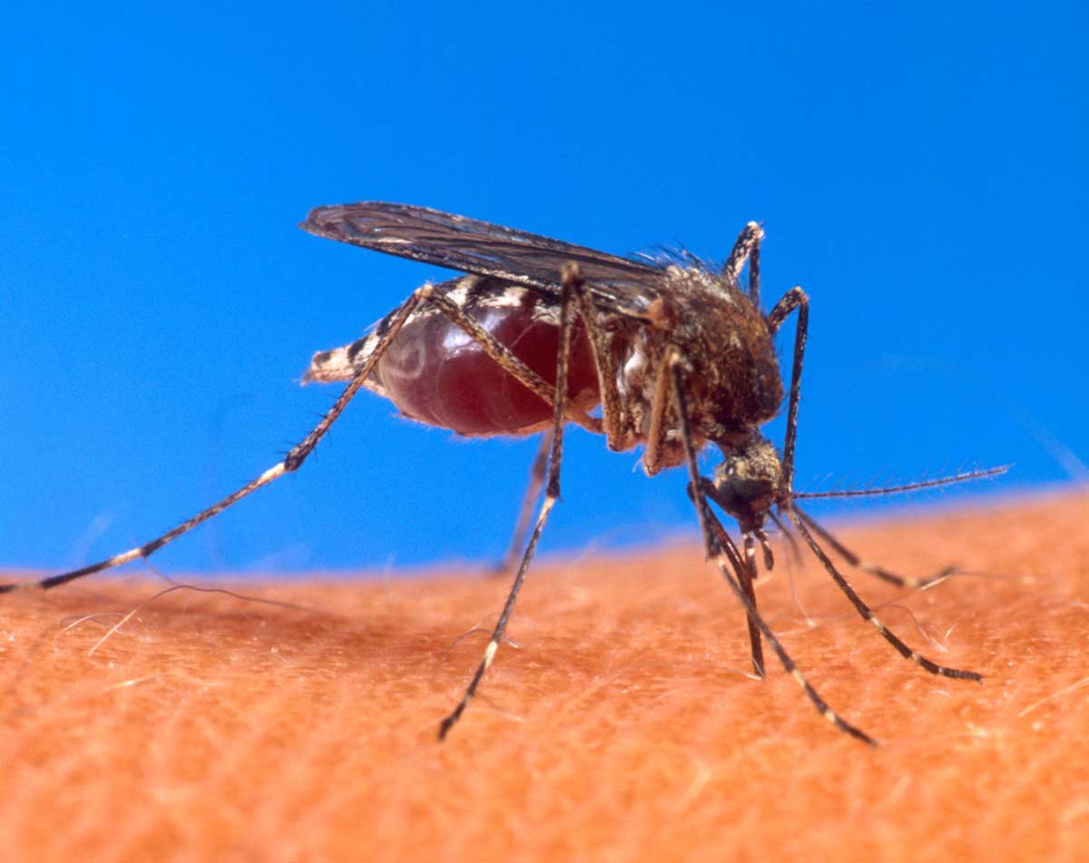 The Diabetic Camper Mosquito Problems The Diabetic Camper Mosquito Problems