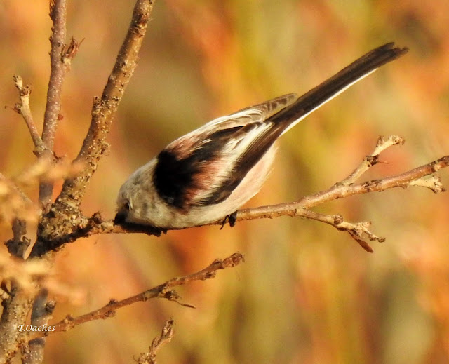 PASARI DIN ROMANIA: PITIGOI CODAT, Aegythalus caudatus