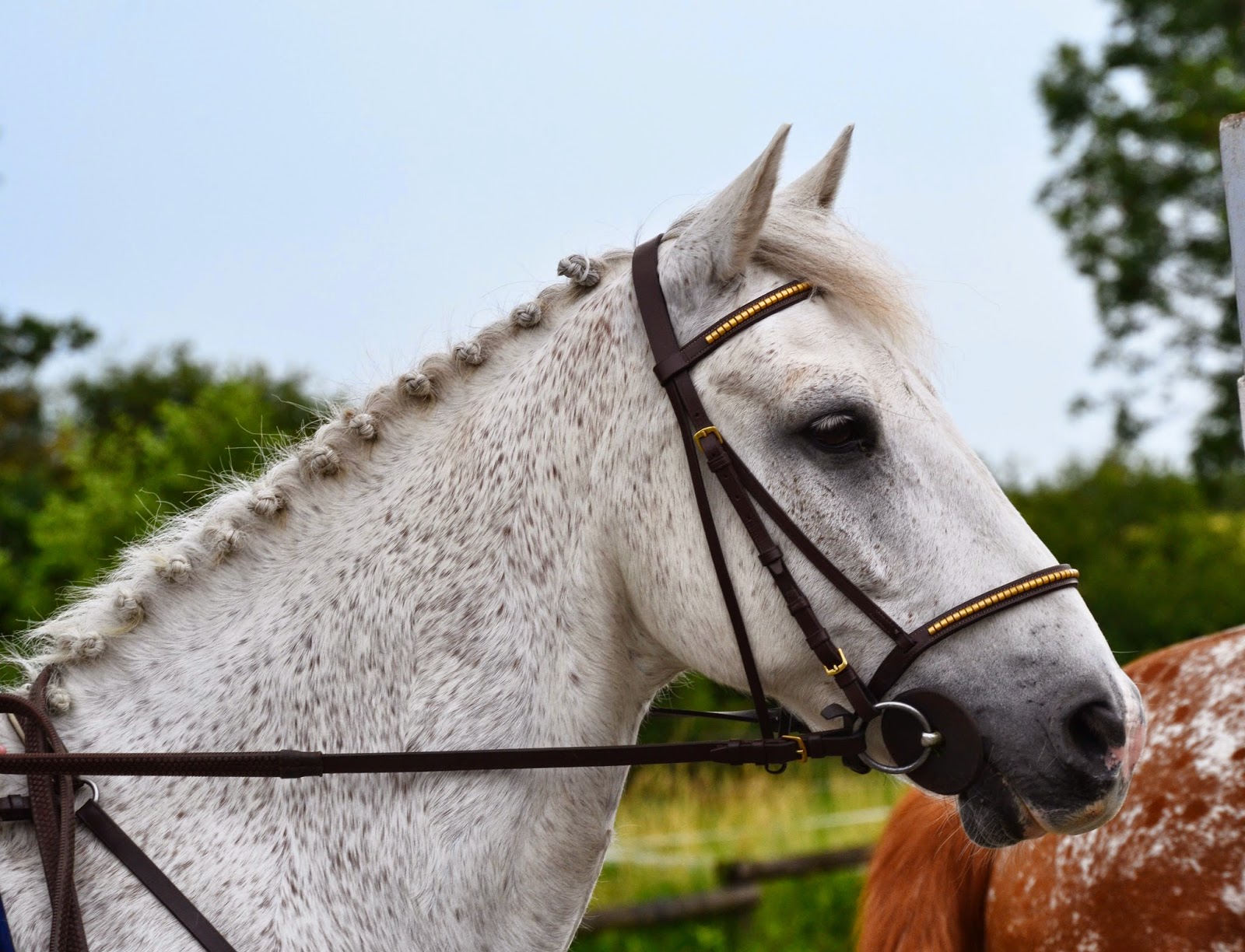 Nos petits vlogs equins: Comment faire des pions réguliers