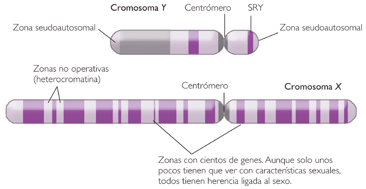 Obstinados navegantes en océanos de incertidumbre: CEREBROS MASCULINOS ...