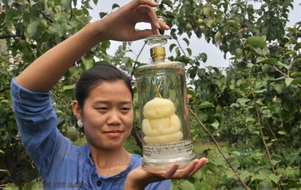 UNIK! - Peladang di China menghasilkan buah Pear berbentuk Manusia (7 ...
