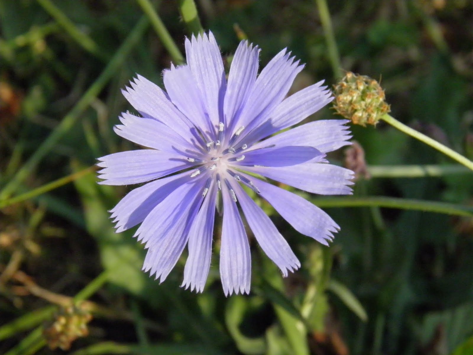 Doug Photo Blog 2012: Common Chicory