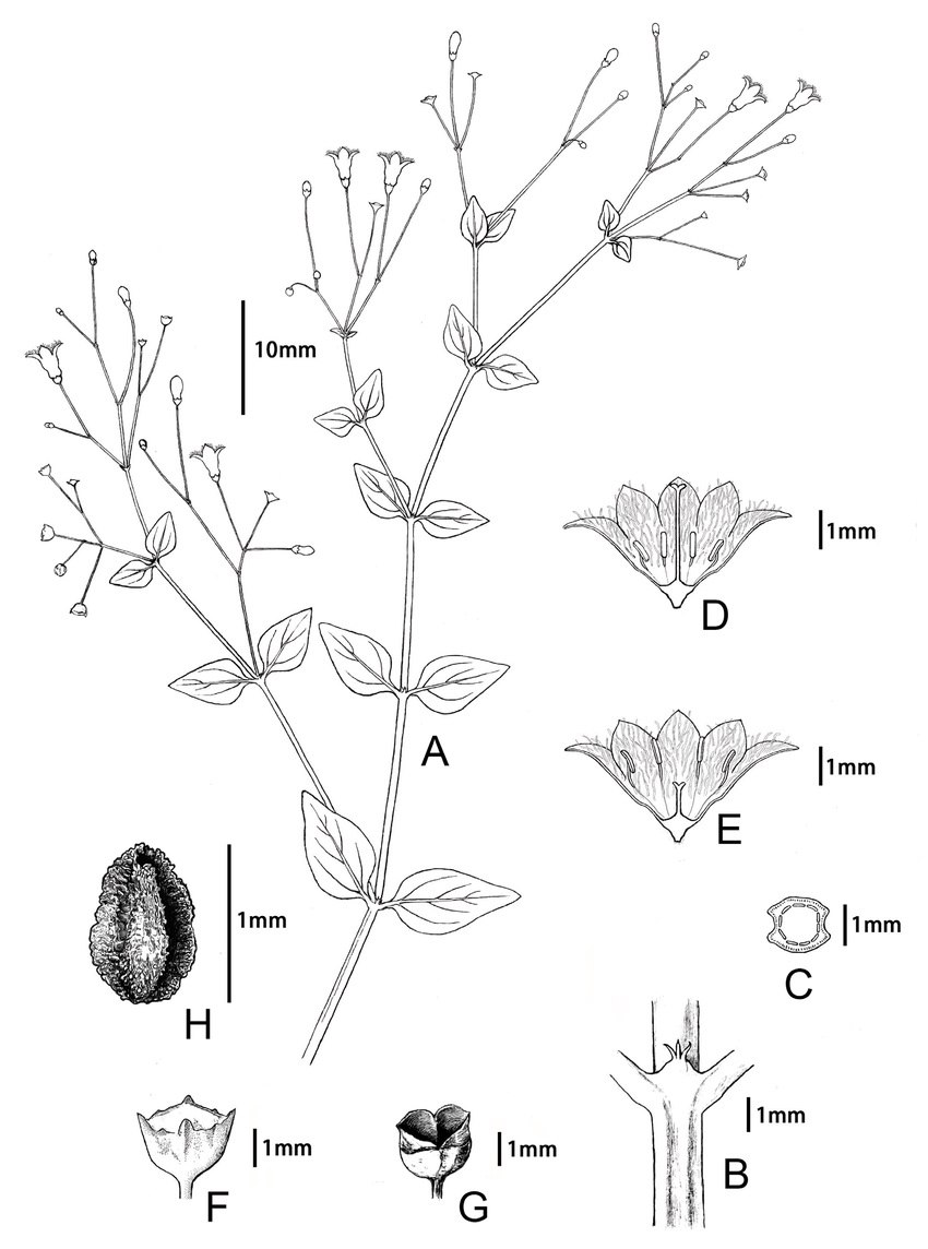 Species New to Science: [Botany • 2020] Involucrella lithophila ...