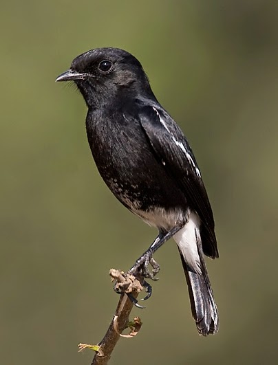 Cara Merawat Burung Decu Agar Cepat Gacor Bunyi