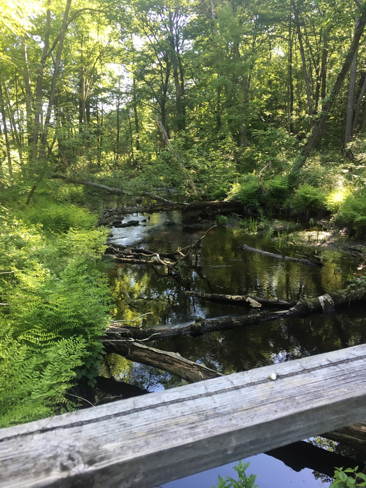 Into the Sky Hole: Thunder Swamp Trail Northwest, June 13, 2020 ...