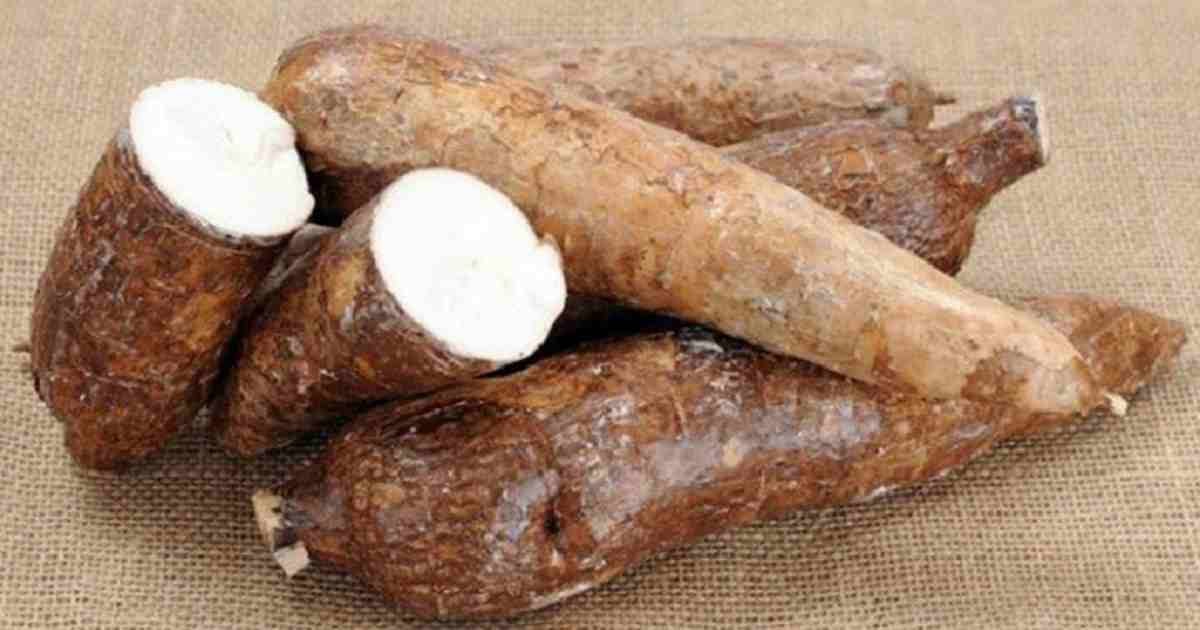 Health benefits of cassava and it’s potential to lower the risk cancer ...