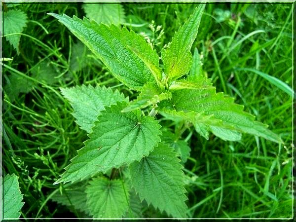 Bewust leven: Kruiden: de brandnetel