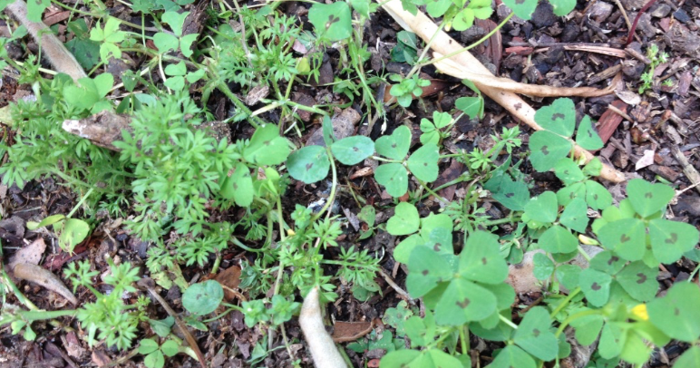 Demanding Patience: Spurweed and burr clover