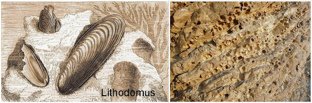 Podpajštúnsky paštekár: Vrchná hora pri Stupave