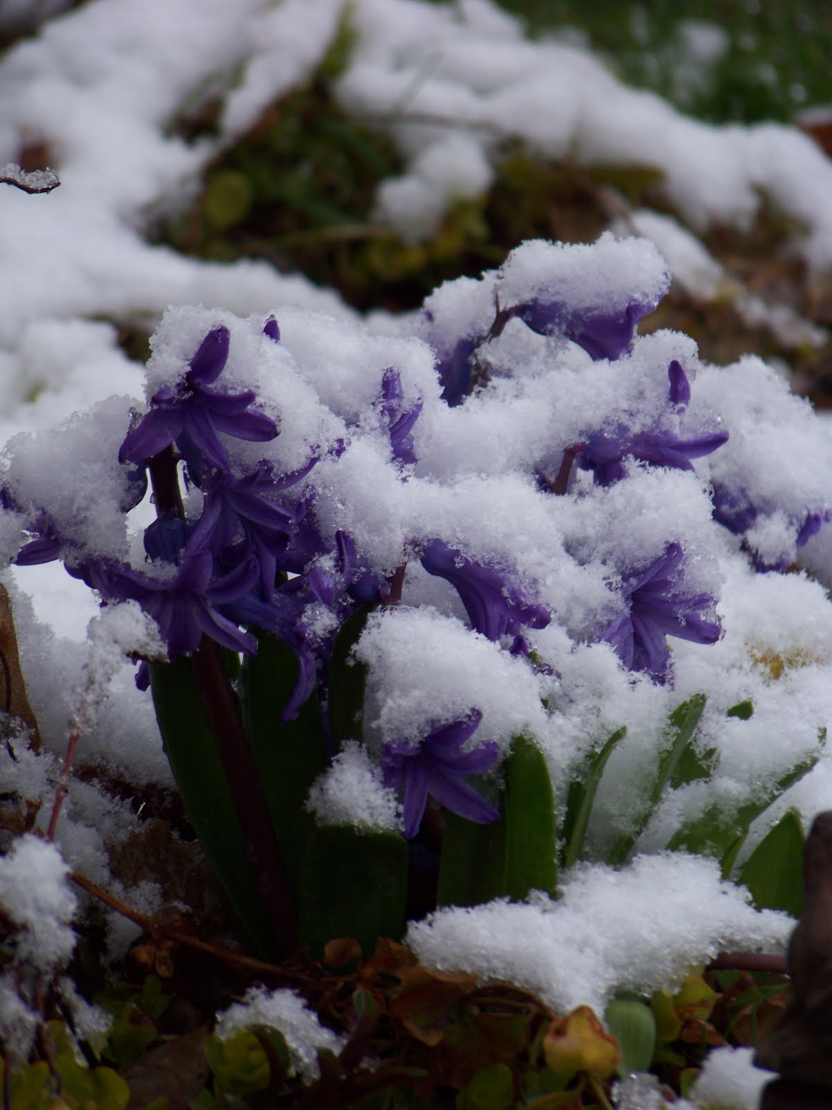 I Love My Garden: Snow on Spring Flowers