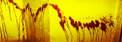 All About Forensic & Investigative Sciences: Blood Spatter Analysis