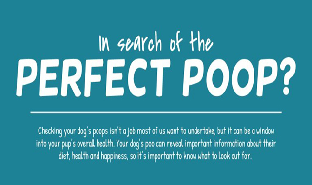 Healthy Dog Poop Chart: In Search of the Perfect Poop #infographic ...