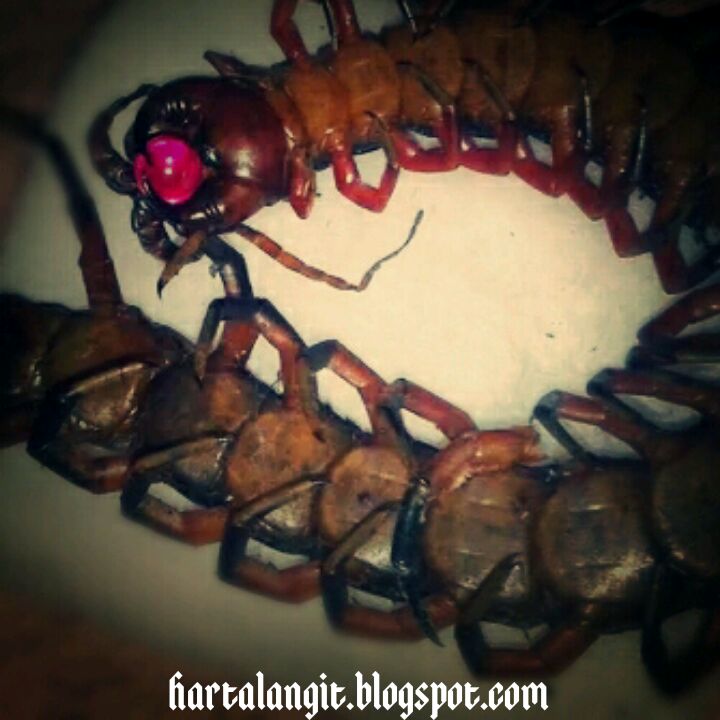 Ciri-ciri Mustika Lipan asli dan khasiatnya - Harta Langit