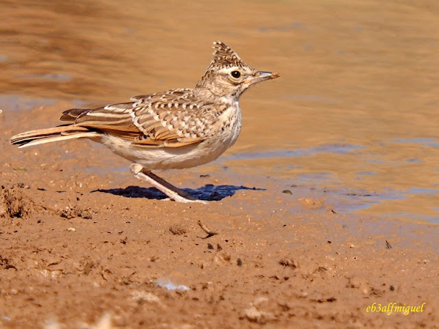 Miguel fotografia: Alondra común (Alauda arvensis)