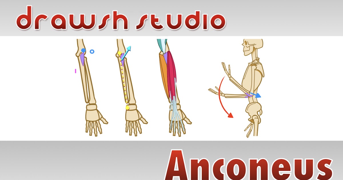 Drawsh: The Anconeus