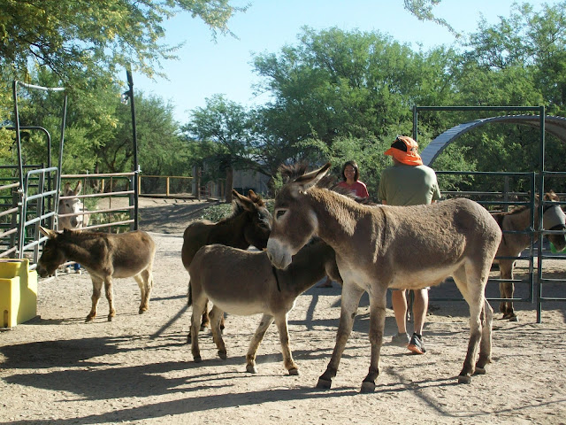 Forever Home Donkey Rescue: SEVEN DONKEYS AND ONE MULE PASSING THRU