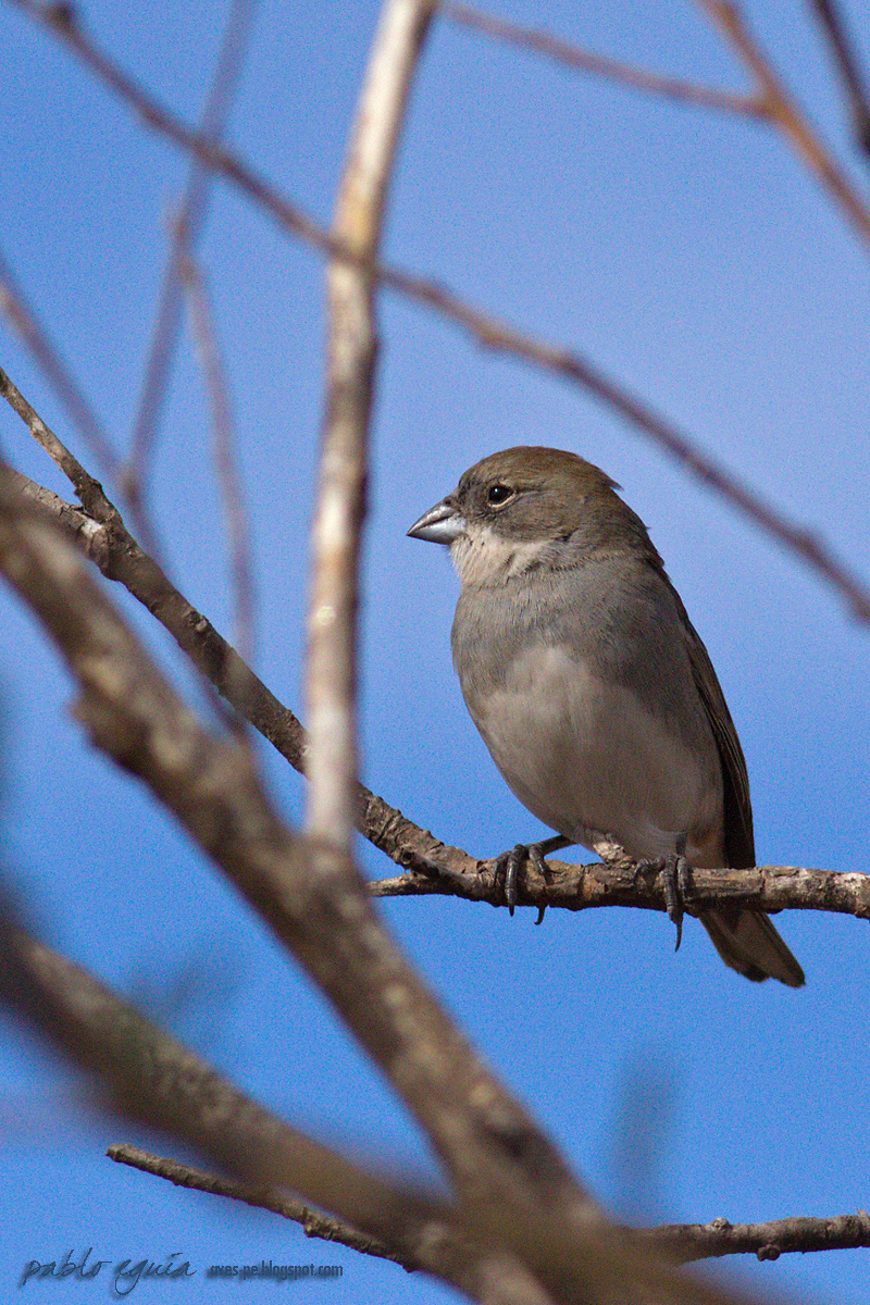 mis fotos de aves: Diuca diuca Diuca Common Diuca-finch