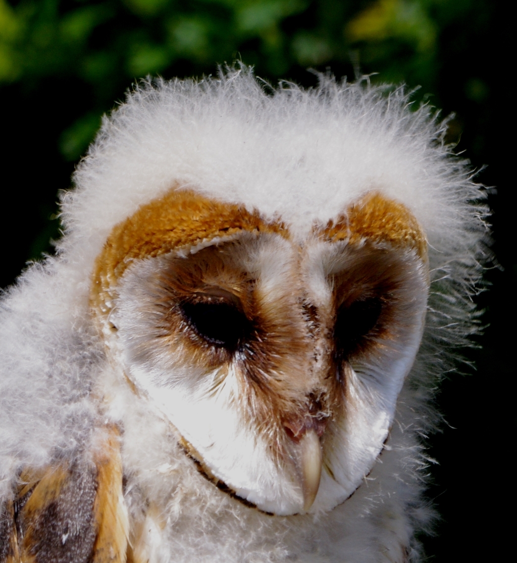 Martien Hoogebeen: Kerkuilen