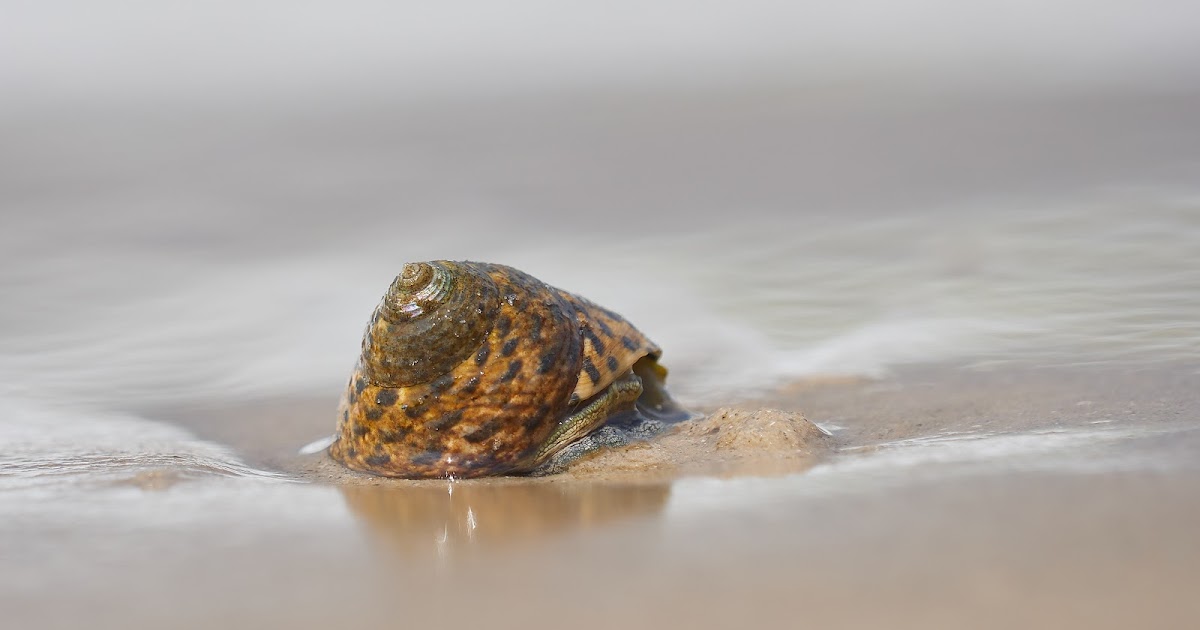 Snail at the Beach