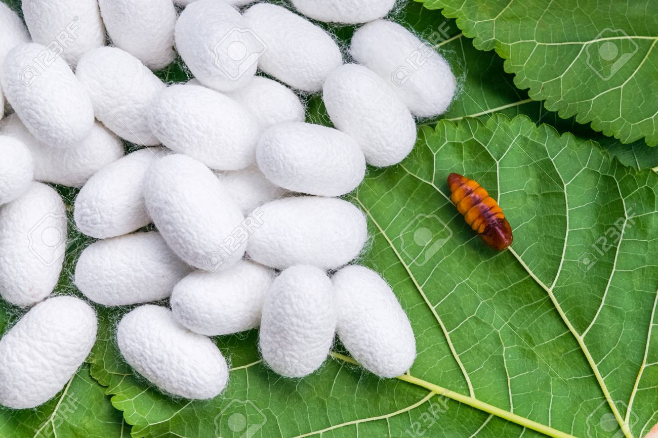 ÇhAńđA Kařķï⛦⛧: Sericulture farm(Khopasi,Panauti)