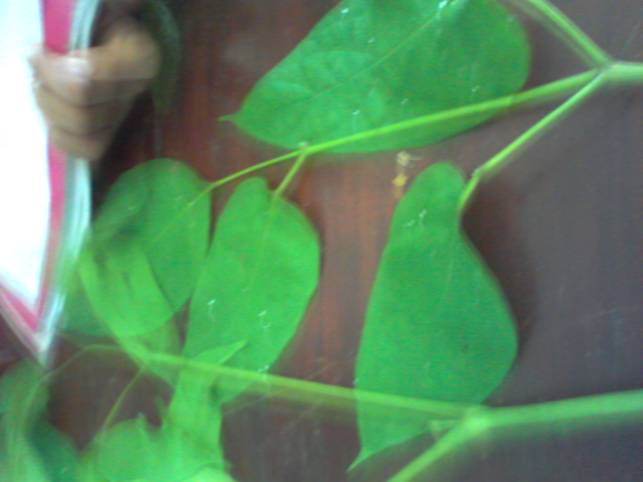 Śyonaka -තොටිල - Oroxylum indicum - Totila - Śoshana nata Katwanga ...