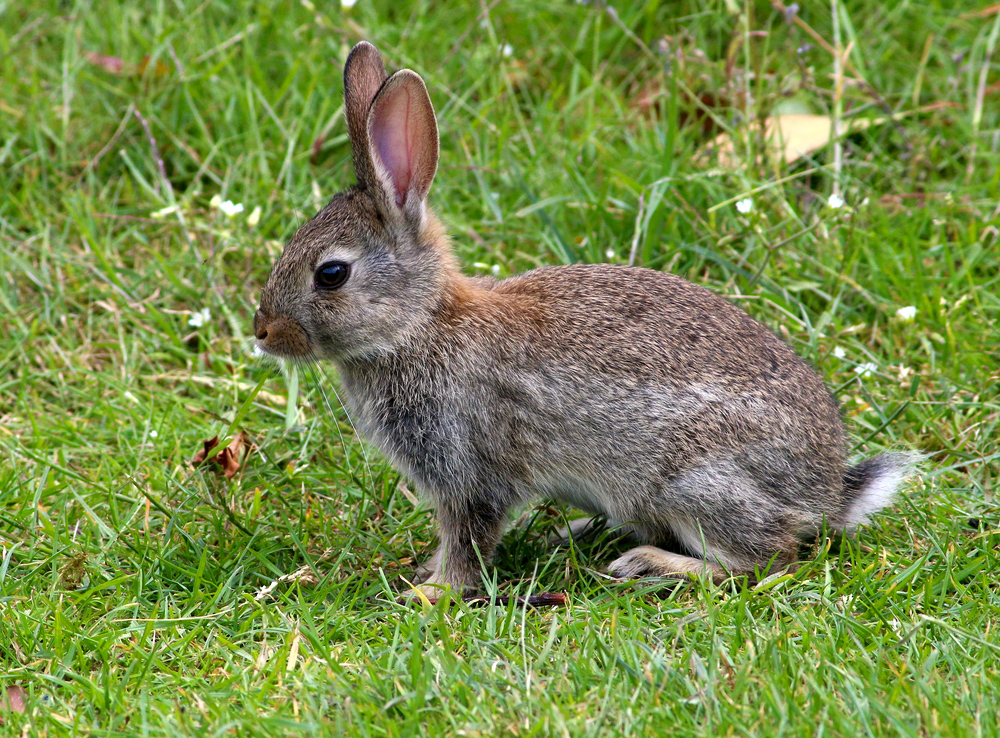 These Interesting Facts About Rabbits You Should Know