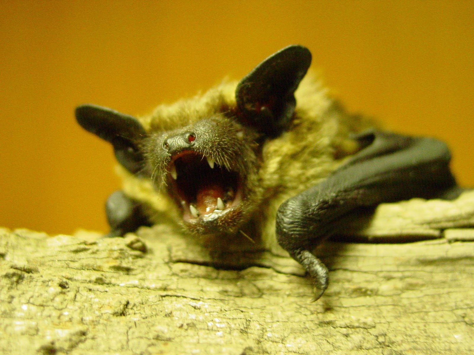 Fledermauszentrum Hannover: Releasing Bats back to the Wild