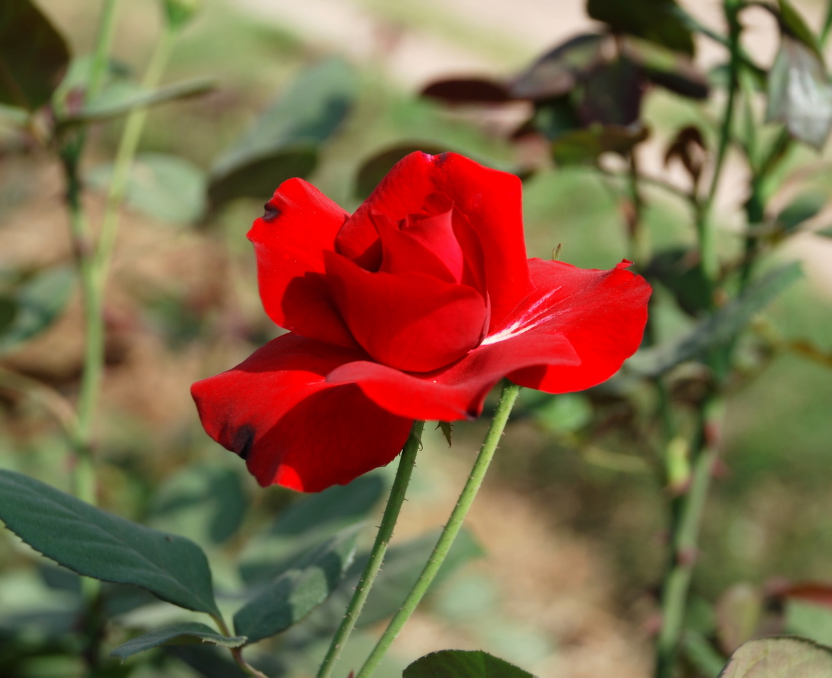 GALLERY OF INDIA: SUNDER NURSERY FLOWERS