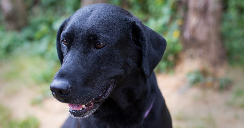 Shelter Dogs of Portland: "VELVET" darling very timid black Lab