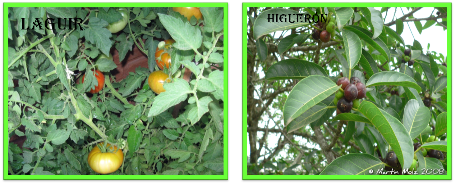 REGIÓN SELVA ALTA O RUPA RUPA DEL PERÙ | SELVA ALTA O RUPA RUPA