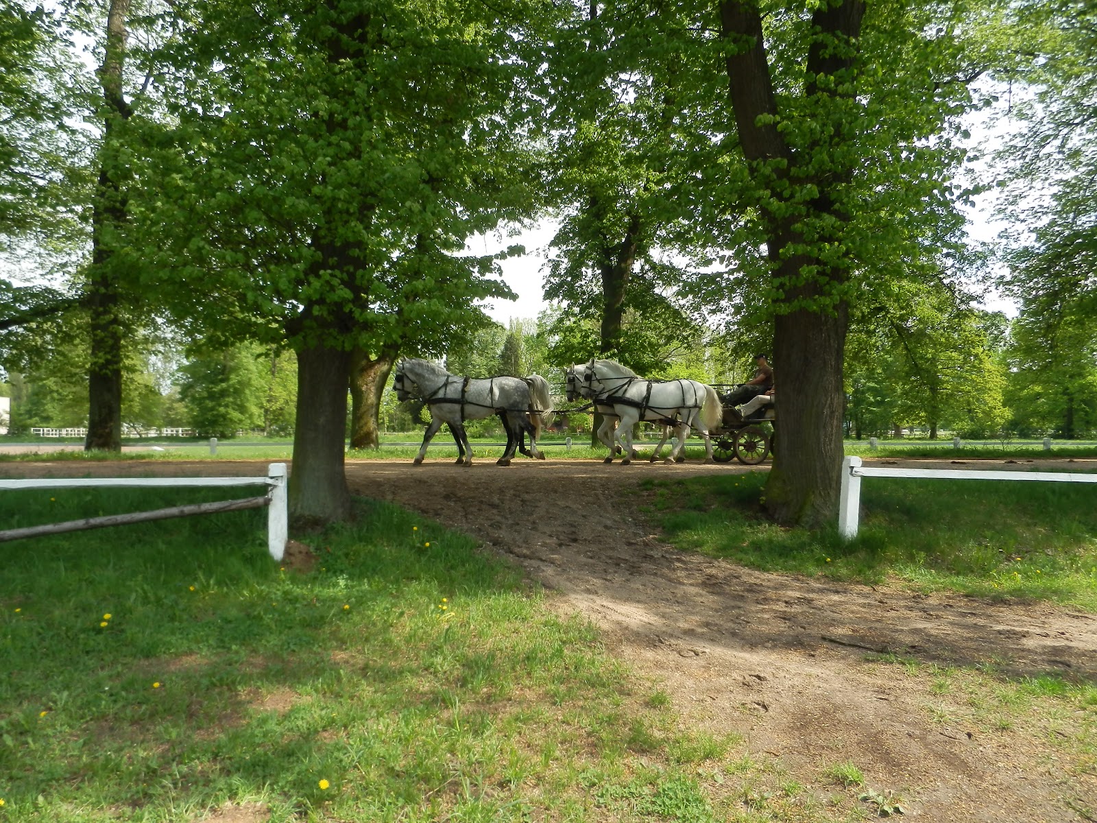 Hamburg Girl - Wahlitalienerin: National Stud Kladruby Nad Labem and ...
