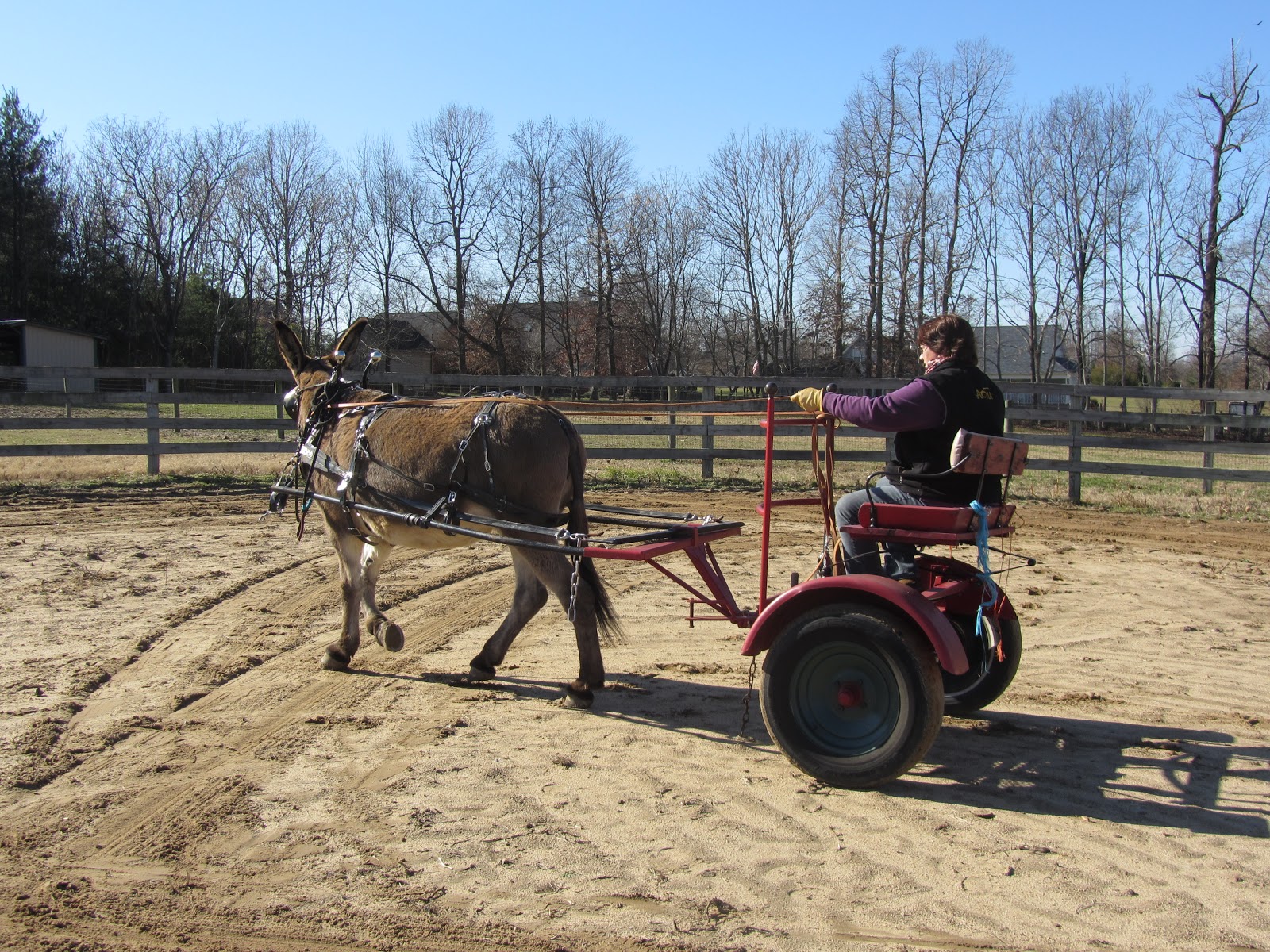 St.Clair Red Mule Farm -Mule & Donkey Adventures: Driving Twila Merrill