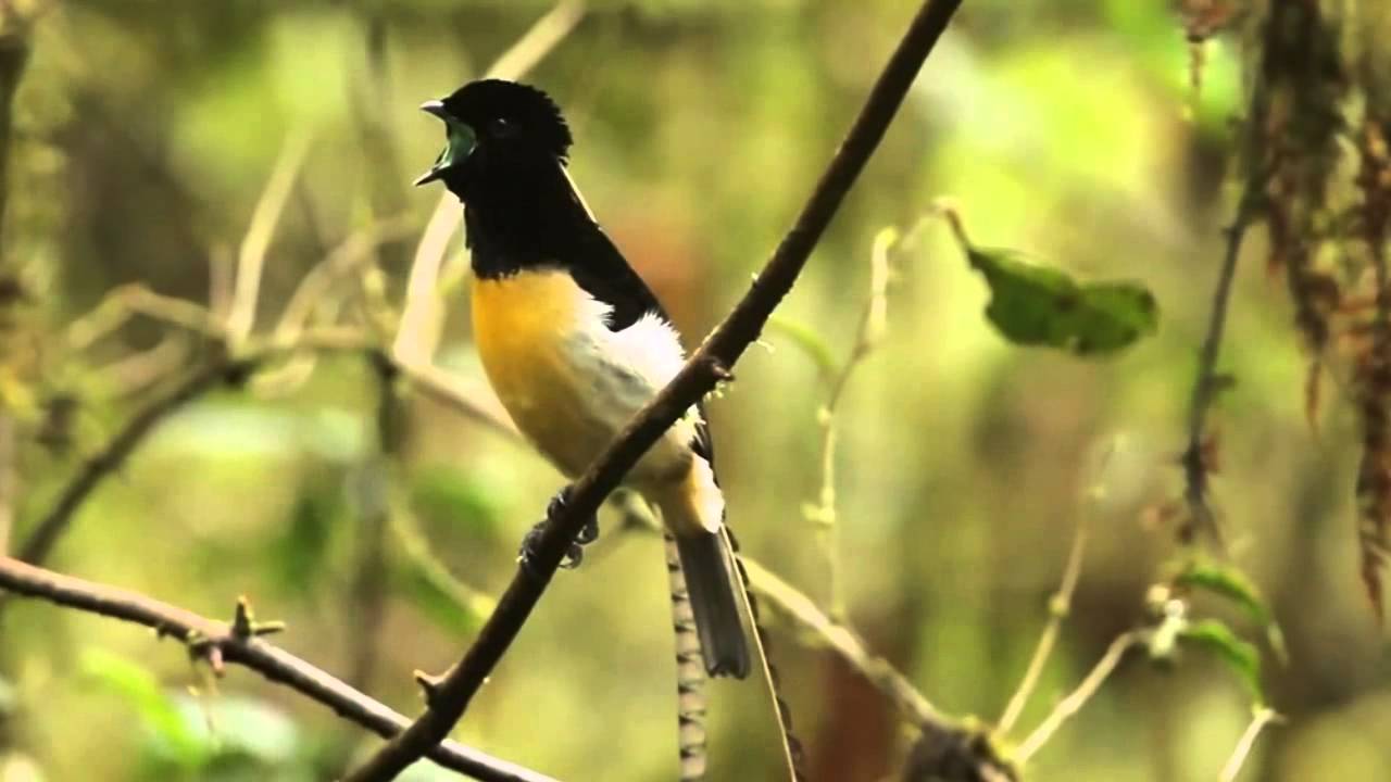 ANIMALS TIME : King of Saxony bird of paradise (Gallery 3)