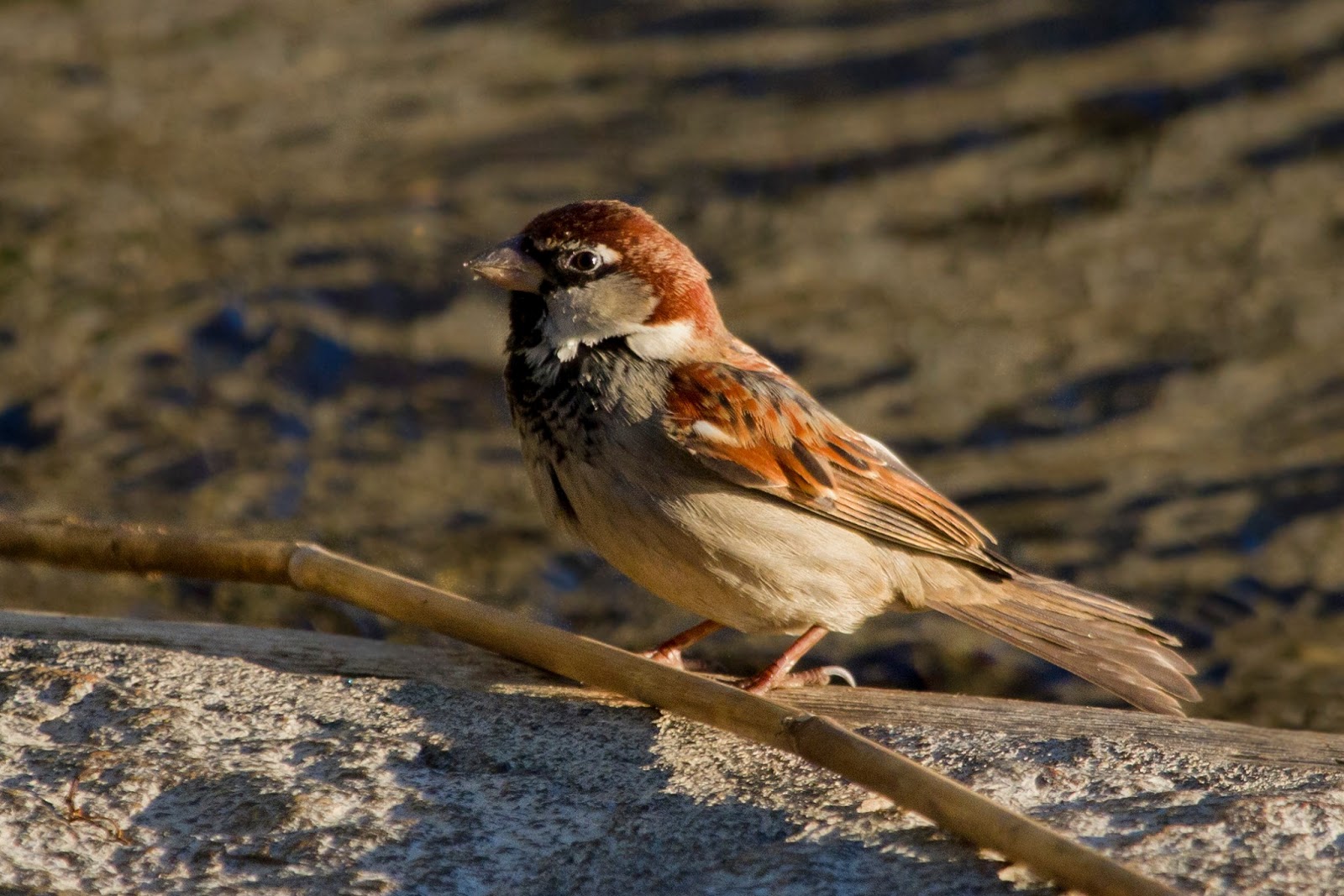 Foto naturalistiche: Passera d'Italia maschio