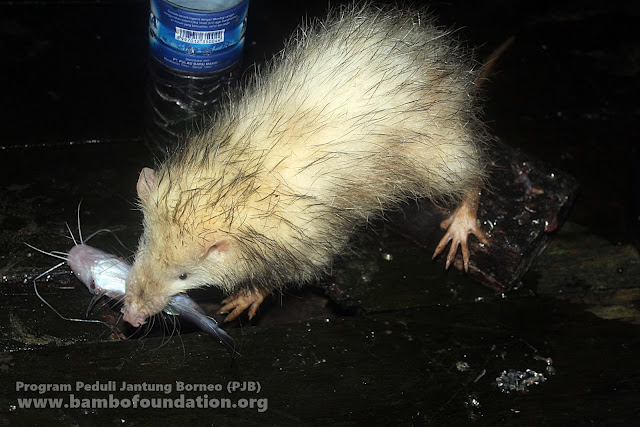 Mengenal Moonrat Si Tikus Bulan ~ Bambo Foundation